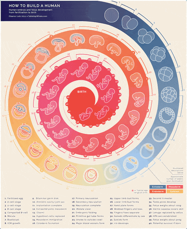 How to Build a Human: cool embryogenesis GIF